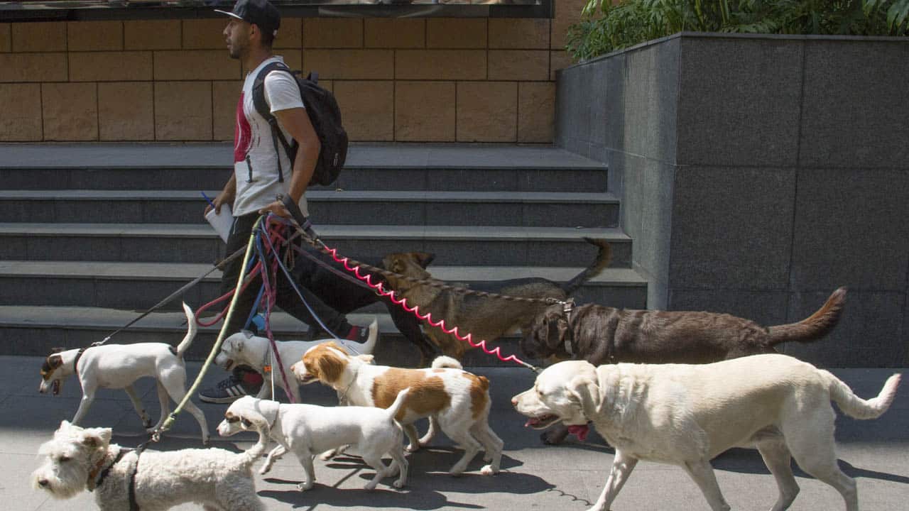 ¿Cuánto gana un paseador de perros en la CDMX?